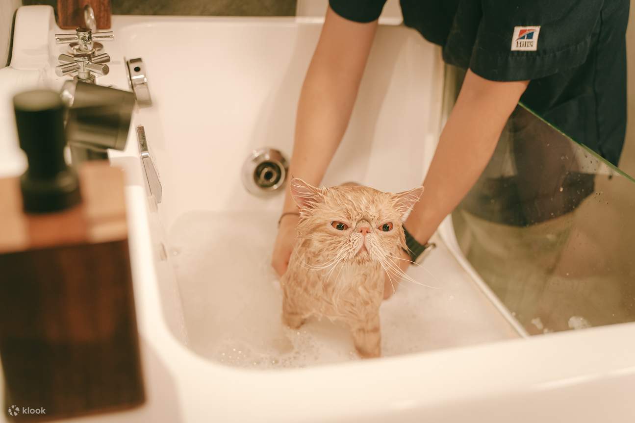 Mau Planet X Mau BnB Cat Hotel in Hong Kong - Klook